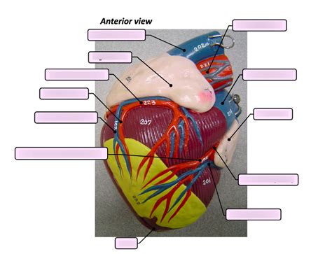Heart Model 1 Diagram Quizlet