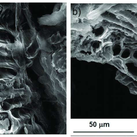 Gas Chromatogram Of Bb Seed Oil A Soxhlet Extraction And B Uae Download Scientific Diagram