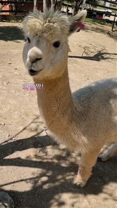 🦙알파카가 화들짝 놀란 이유 Youtube