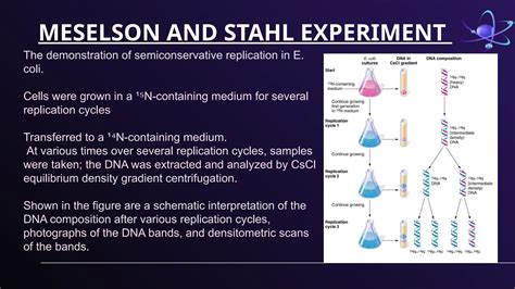 Dna Replication Powerpoint Presentation Pptx
