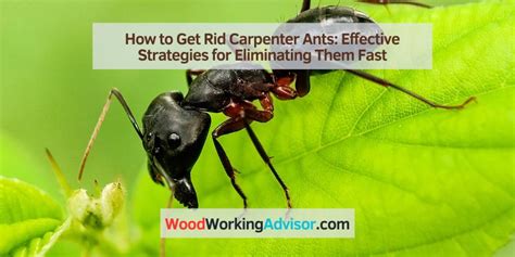 How To Get Rid Carpenter Ants Effective Strategies For Eliminating Them Fast