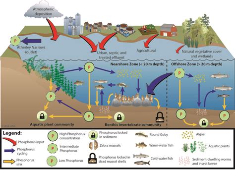 Phosphorus Cycle The Lake Simcoe Region Conservation Authority