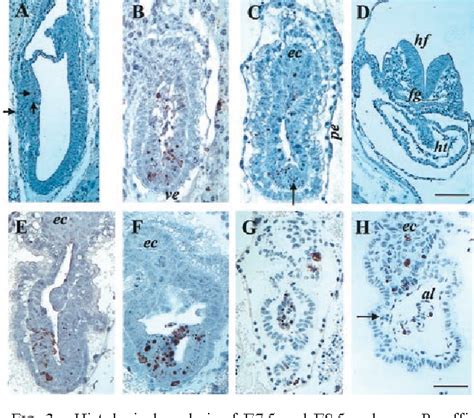 Figure 3 From Rna Helicase A Is Essential For Normal Gastrulation Semantic Scholar