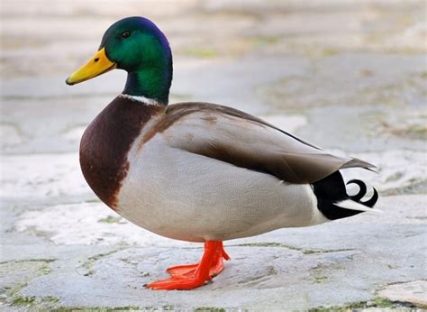 Duck And Goose What Are The Differences Difference Camp