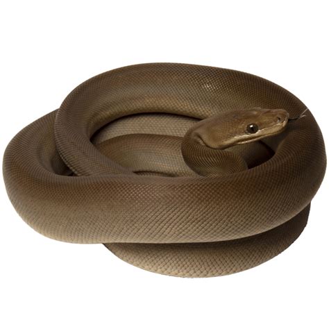 Olive Python Reptichip Llc