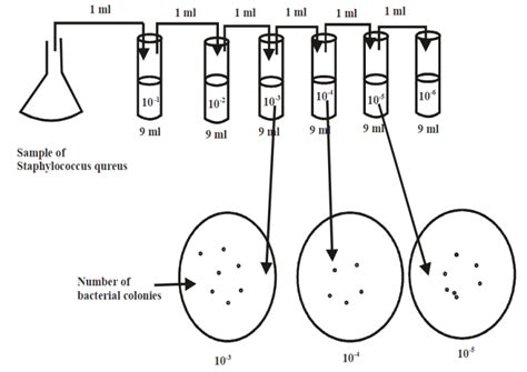 Spread Plate Method Principle Procedure Results Biology Ease