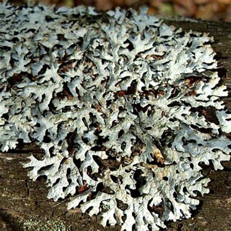 Купить пармелию бороздчатую