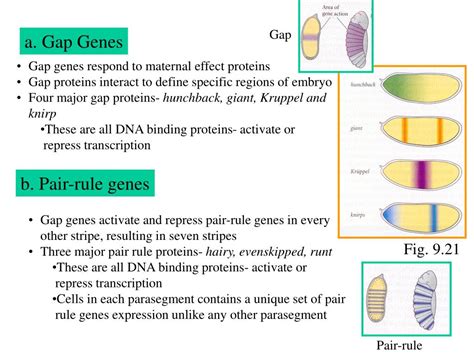 Ppt Chapter 8 Early Development In Invertebrates Powerpoint