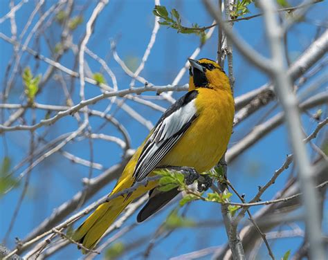 Handsome Bullocks Oriole Photograph By Loree Johnson Fine Art America