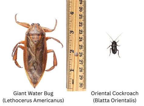 Water Bug Vs Roach Whats The Difference And How To Get Rid Of Them [updated September 2025 ]