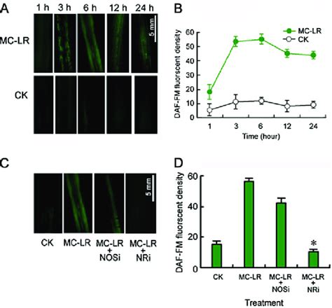 Effect Of Mc Lr On The Generation Of Intracellular No In The Shoots Of Download Scientific