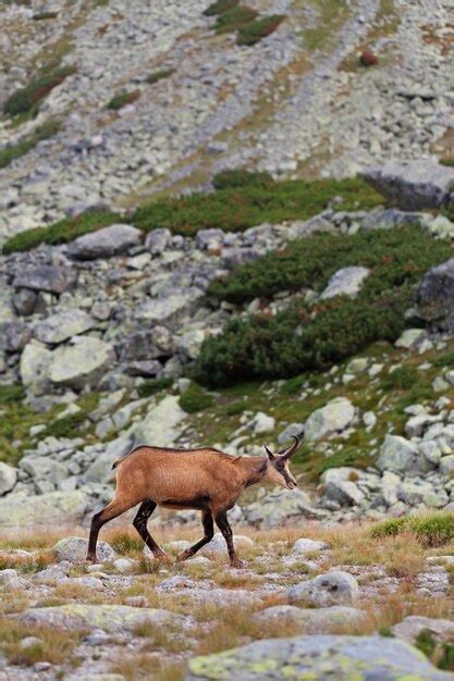Premium Photo Tatra Chamois In Hight Tatras