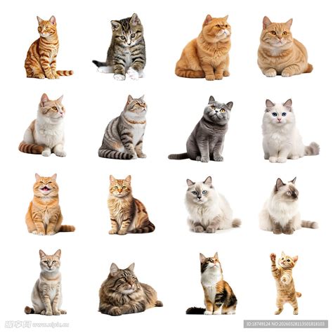 多样猫咪可爱姿态合集设计图psd分层素材psd分层素材设计图库昵图网 多样猫咪可爱姿态合集设计图psd分层素材psd分层素材设计图库昵图网