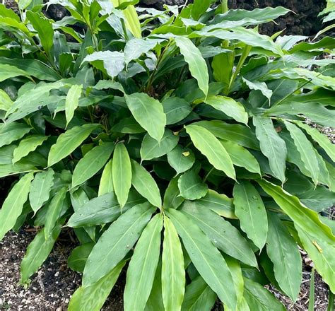 Alpinia Mutica False Cardamom Sustainable Bioresources Llc