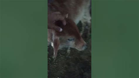 Jai Gomata 🙏🙏🙏 Youtube