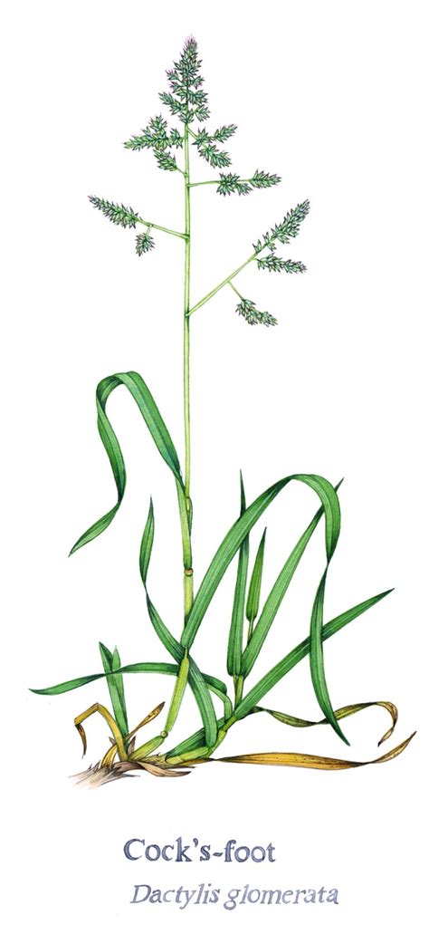 Cocks Foot Grass Dactylis Glomerata With Written Name Lizzie Harper