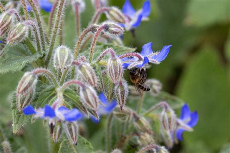 꿀벌이 흐릿한 들판에서 푸른 꽃에서 꽃가루를 모으고 있습니다 화창한 날 자연 속 직장에서의 수분 클로즈업 촬영 0명에 대한 스톡 사진 및 기타 이미지 Istock