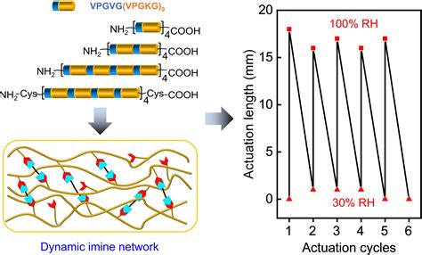Dynamic Imine Chemistry Directed Strong Protein Fibers With Self