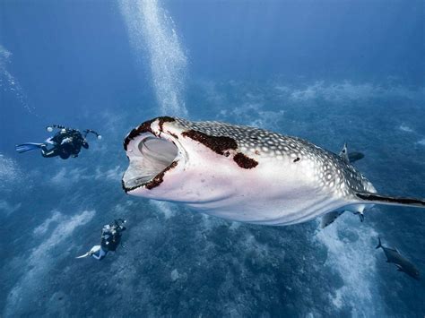 Whale Shark Eating People In Pictures Whale Shark Feeds On