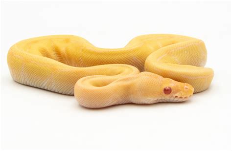 Python Regius Albinos Pinstripe Mâle