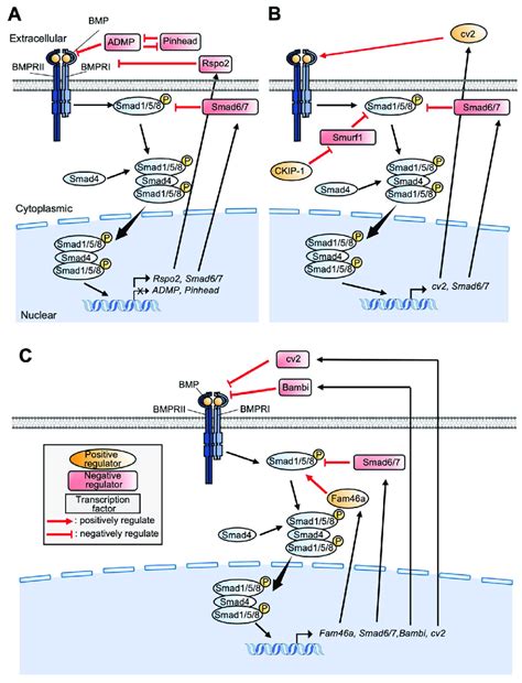 An Outline Of The Bmp Signaling Pathway And A List Of Related Factors