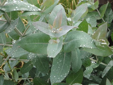 Blue Gum Tree Eucalyptus Globulus 1 Small Tree Easy To Grow