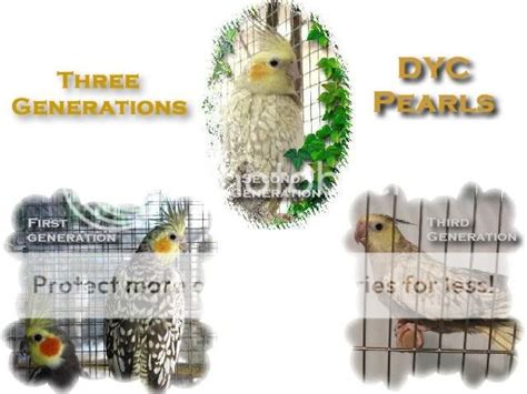 Mutation Question Avian Avenue Parrot Forum