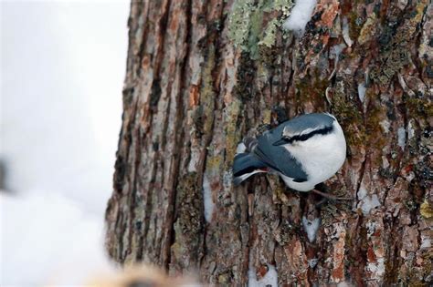 ゴジュウカラ 比企丘陵の自然
