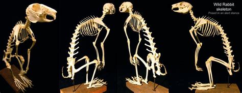 Rabbit Skeleton Anatomy Views Jackrabbit Skeleton