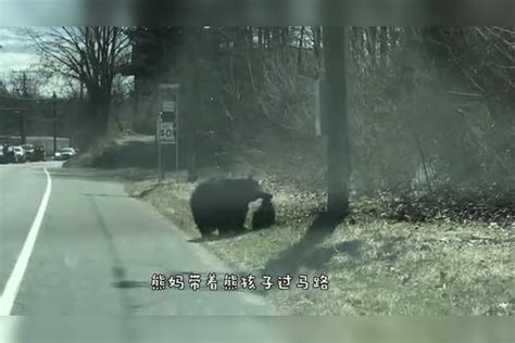 熊妈带熊孩子过马路，熊妈妈彻底崩溃了！