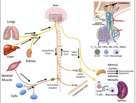 Diagram Of Interacting Systems Promote Homeostasis Sepsis Quizlet