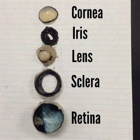 Eyes Coloring Worksheet Cow S Eye Dissection Tutorial