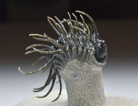 Trilobit Koneprusia Brutoni Minerals Fossils Cz