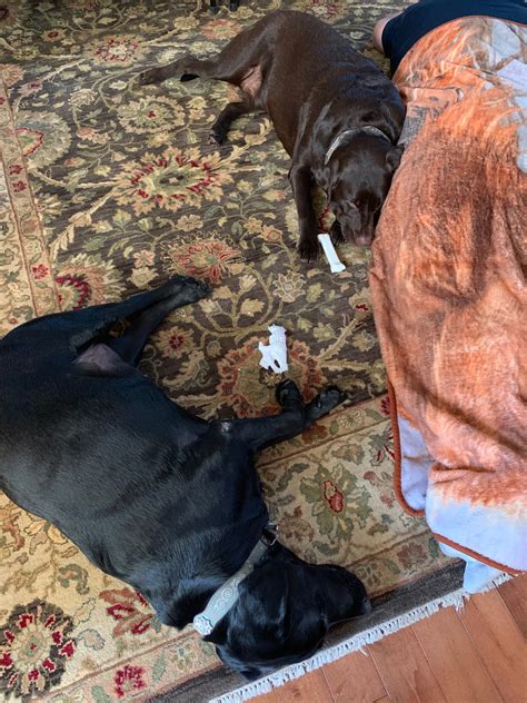 Can Dogs Have Identical Twins