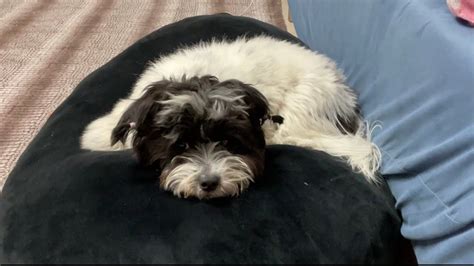 보호자가 집에 들어오지 않는다 Youtube