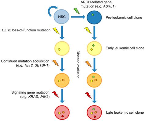 Ezh2 In Myeloid Malignancies Pmc