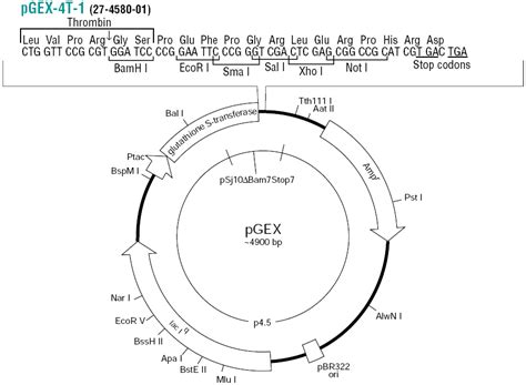 Pgex 4t 1 Plasmid Pvt0206