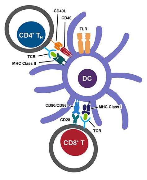 图说th1 辅助型t细胞（th细胞）可以生成许多不同种类的细胞因子，用来与免疫系统的其他部分进行通讯。这些细胞因子包括t 雪球