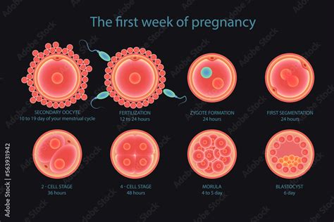 Poster Stages Of Fetal Development Embryo Development Insemination
