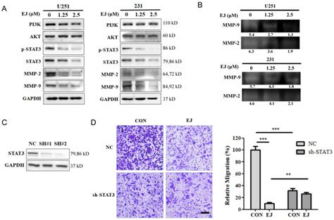 Ej Suppressed Cancer Cell Metastasis Through The Stat3 Signaling Download Scientific Diagram