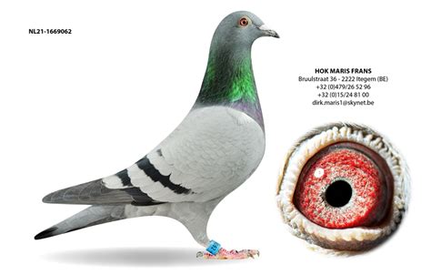 Amazing Wings Auction 21 Conny