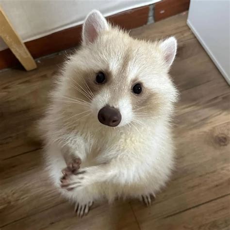 Home Raccoons For Sale And Adoption
