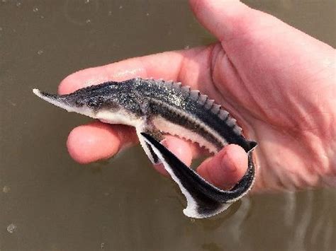 Купить малька и крупную живую рыбу для зарыбления пруда Цены в Москве и в Подмосковье