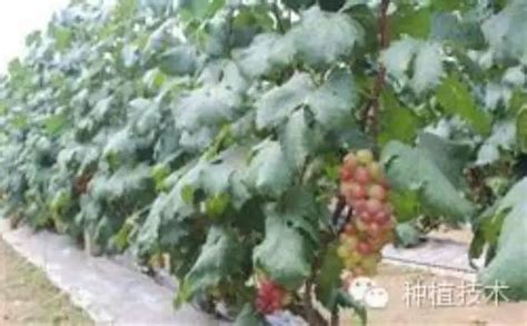 葡萄种植技术 藤稔葡萄夏季如何修剪 种植技术 新农资360网 土壤改良 果树种植 蔬菜种植 种植示范田 品牌展播 农资微专栏