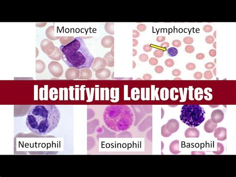 Types Of White Blood Cells Genesis Of The White Blood Cells
