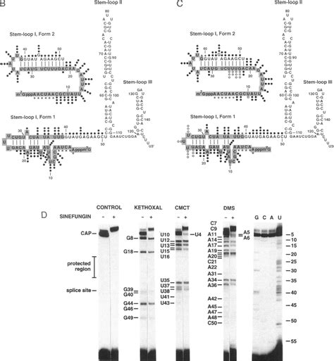 Figure 1 From In Vivo Structural Analysis Of Spliced Leader Rnas In