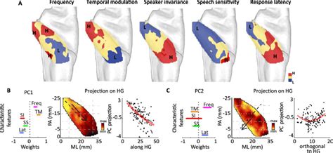 Joint Spatial Organization Of Characteristic Feature Tuning A