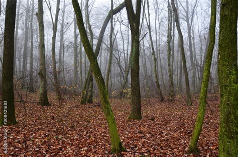 Trees Without Leaves Green Moss On The Trunks And Dry Brown Leaves On The Ground In A Misty
