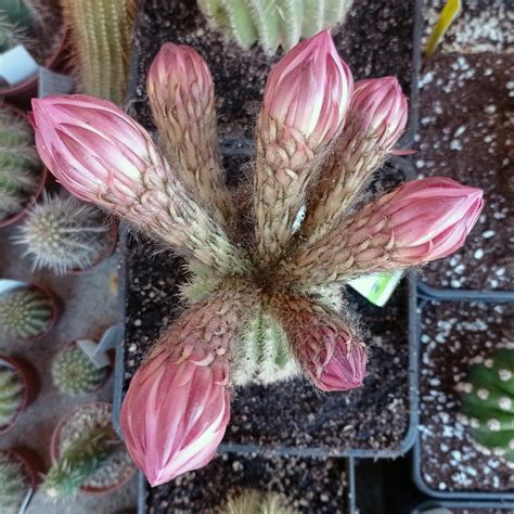 Cacti Morphology The Key Parts Of A Cactus Freaky Cacti