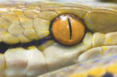 Reticulated Python Eye Detail Stock Image F0232618 Science Photo